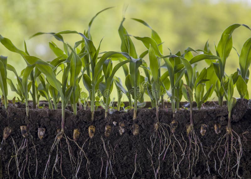 Young Shoots of Corn with Roots on White Stock Image - Image of floral ...