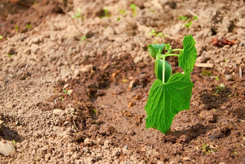 Young shoots of a cucumber stock photo. Image of cotyledon - 58623162