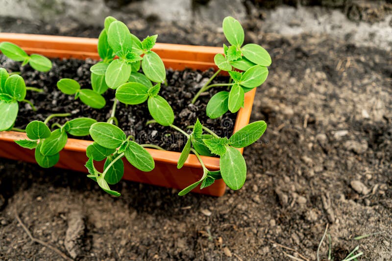 Young Shoots of Cucumbers in the Box for Planting Stock Photo - Image ...