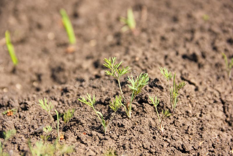 Shoots of Dill in Early Spring Stock Image - Image of growth, nutrition ...