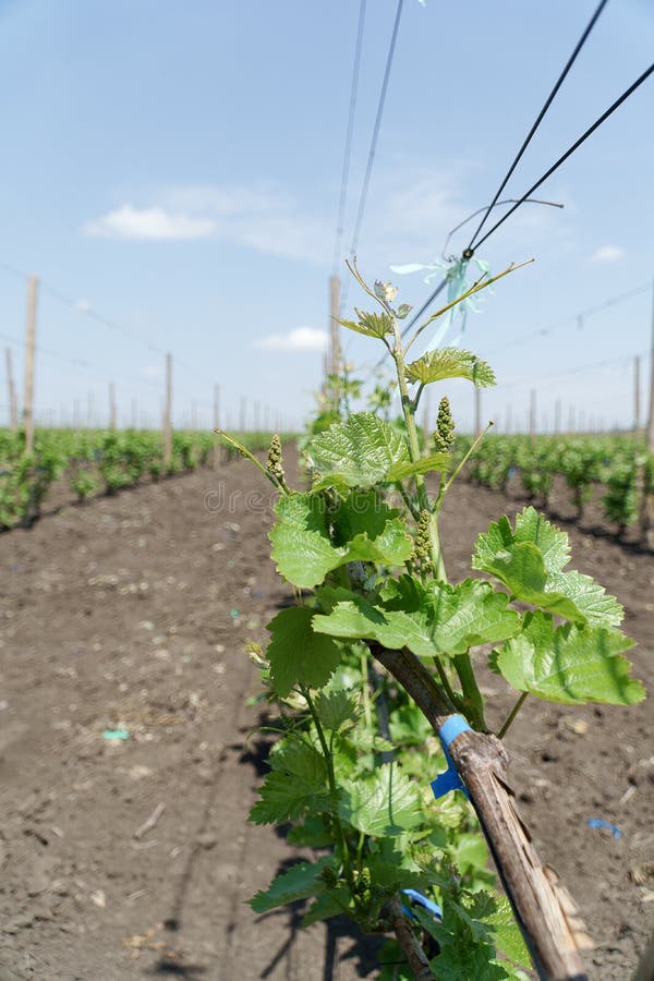 Young Shoots of Grape Leaves on the Vine. Stock Photo - Image of ...