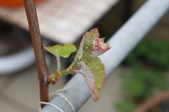 Young Shoots of Grape Vine in Spring Stock Image - Image of foliage ...