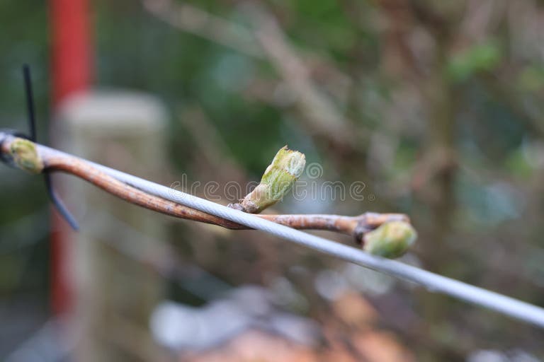 Young Shoots of Grape Vine in Spring Stock Photo - Image of growing ...