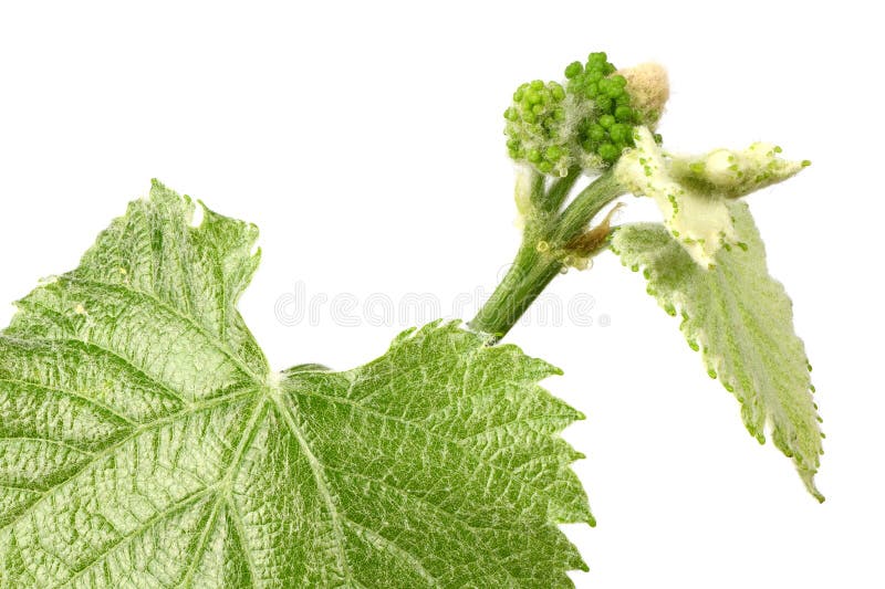 Young Shoots of Grapes on White. Side View Stock Photo - Image of ...