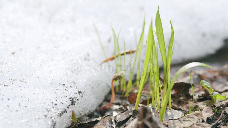 Young Shoots of Grass in the Spring Forest. Change of Season from ...