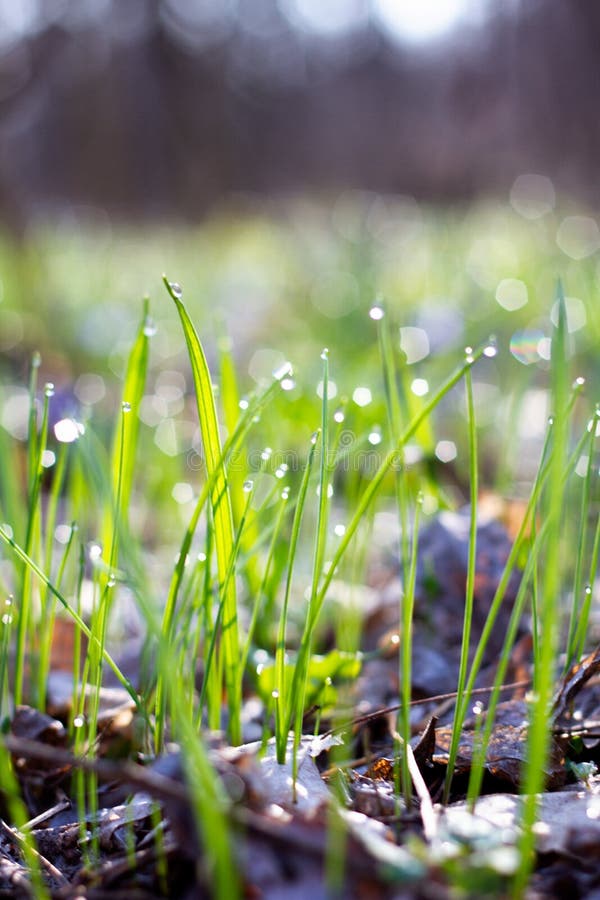 Young Shoots of Green Grass in the Forest Stock Photo - Image of nature ...