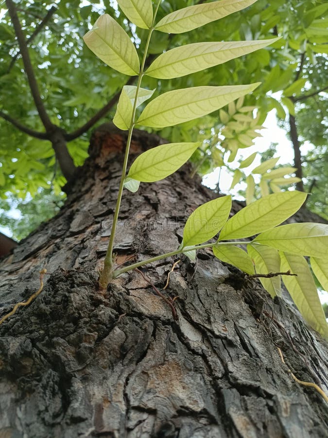 Young Shoots Grow on Wooden Tree Trunks Stock Photo - Image of autumn ...