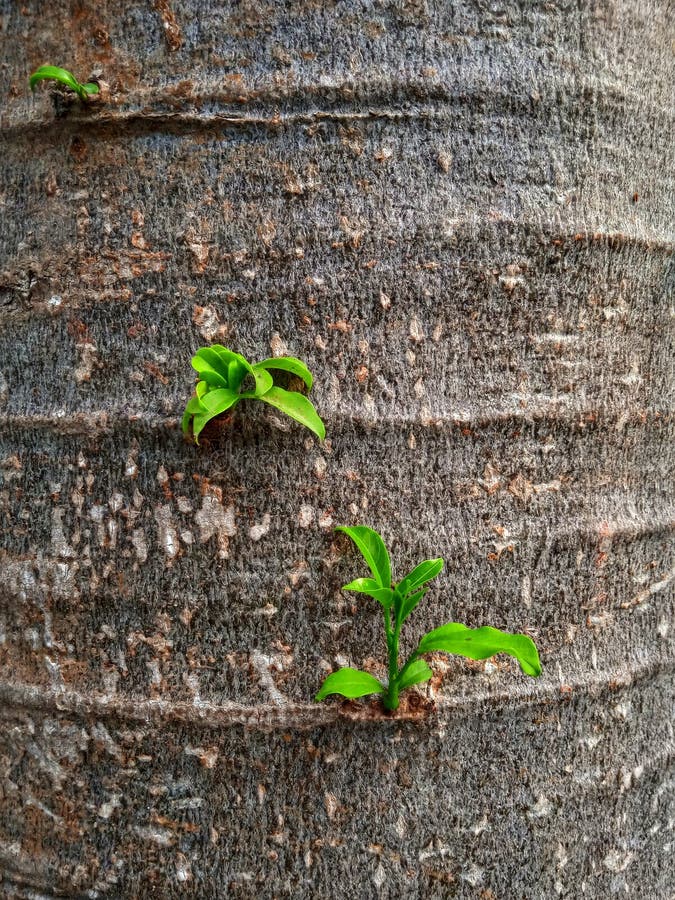 Young Shoots Growing on Tree Trunks Stock Image - Image of branch ...