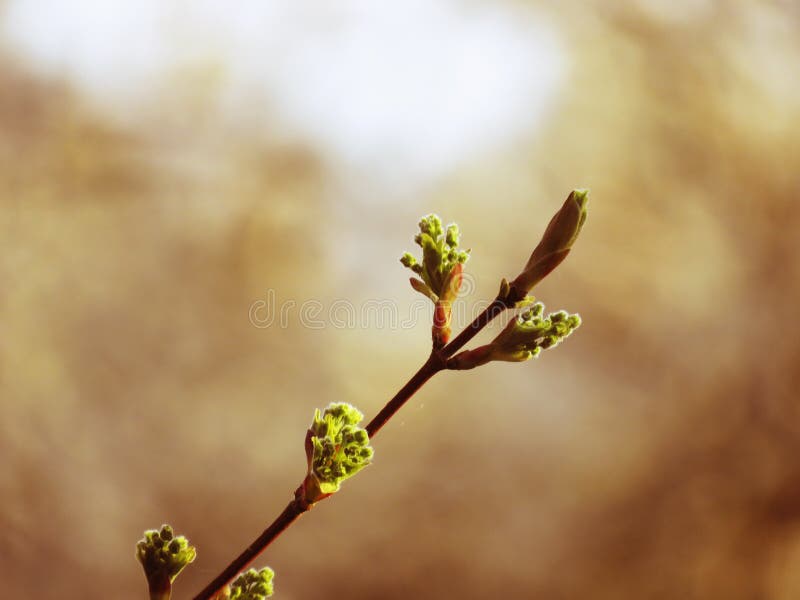 Young Shoots on a High Tree Top with Depth of Field Background Stock ...