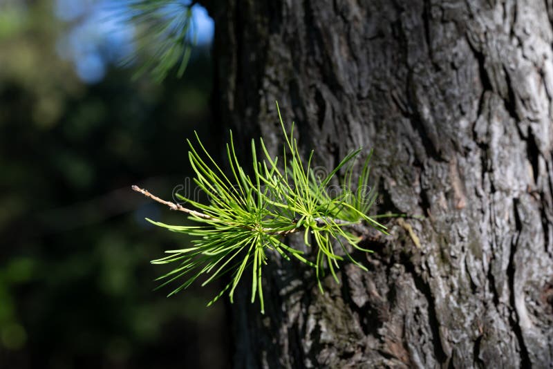 Young Shoots of Larch Tree on a Trunk in Sunlight. Spring Theme Stock ...