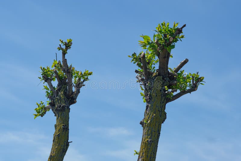 Young Shoots of Leaves on an Uncut Tree Trunk. the Concept of the ...