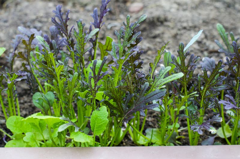 Young Shoots of Lettuce in Garden. Stock Photo - Image of farm, diet ...