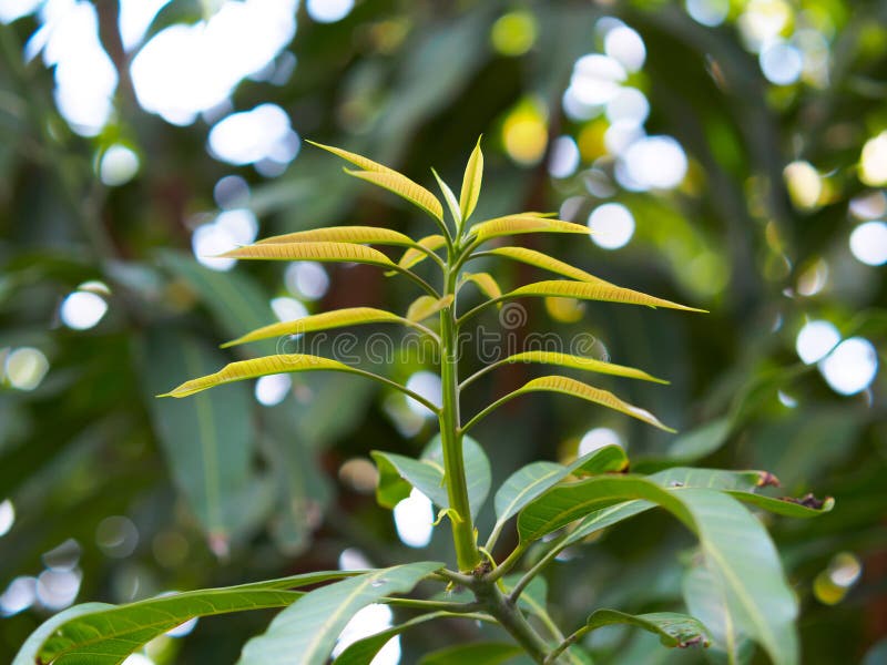 The Young Shoots of the Mango Tree Stock Image - Image of back ...
