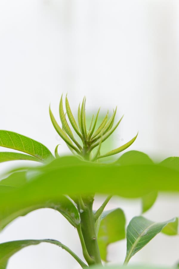 The Young Shoots of the Mango Tree Stock Photo - Image of leaf, back ...