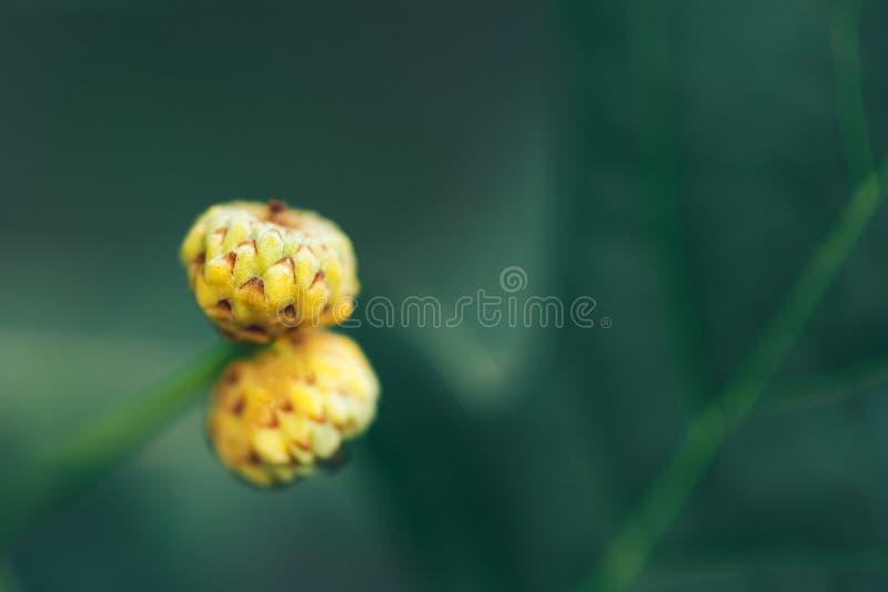 Young Shoots of Oak on a Tree Branch, Young Acorn, Flowering Oak Stock ...