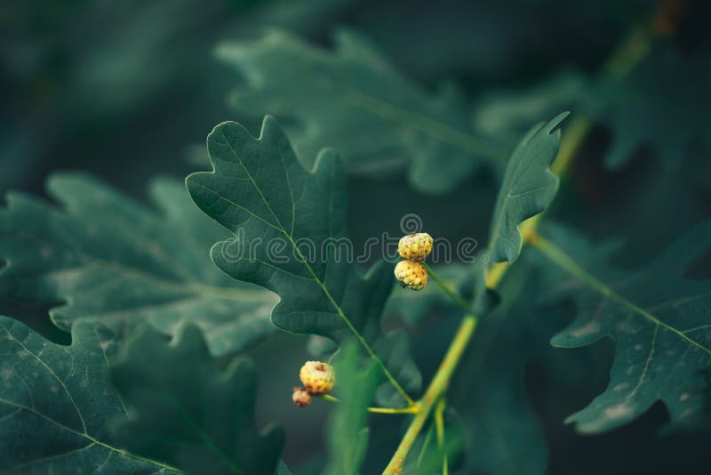 Young Shoots of Oak on a Tree Branch, Young Acorn, Flowering Oak Stock ...