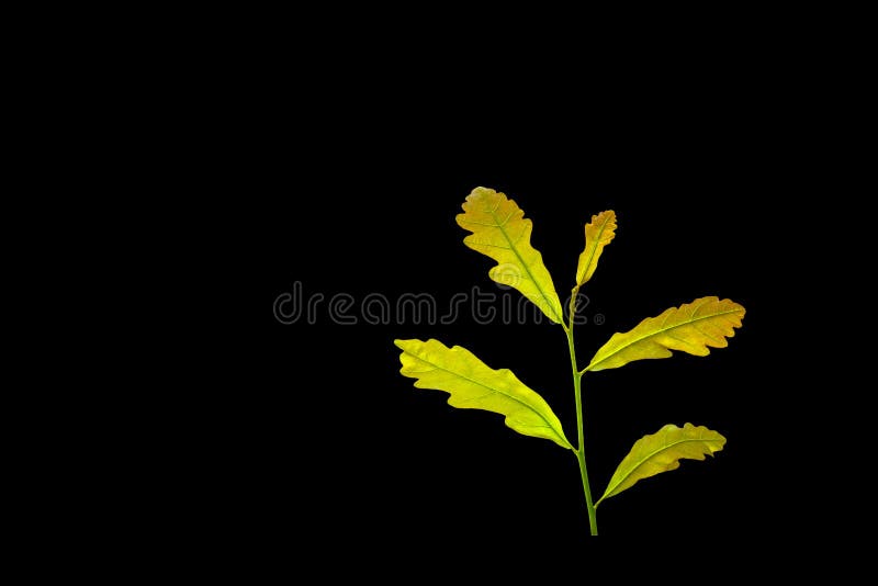 Young shoots of oak tree stock photo. Image of isolated - 155090158