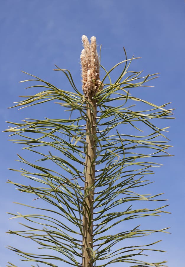 Young shoots of pine stock photo. Image of blueness, plants - 19516798