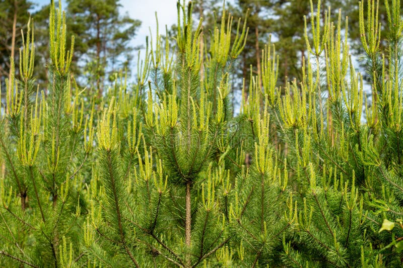 Young Shoots on Pine Branches in the Forest Stock Photo - Image of ...