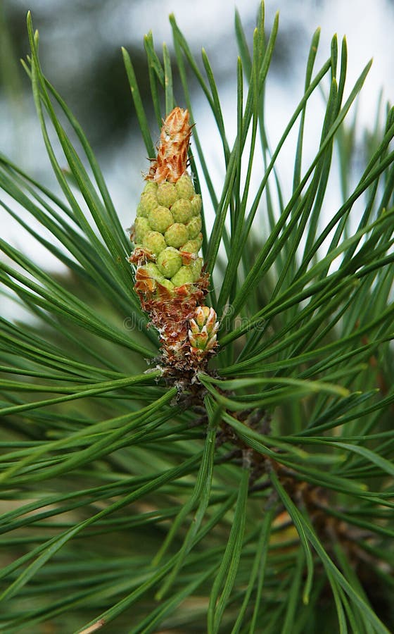 Young shoots of pine stock image. Image of spring, pinus - 220375239