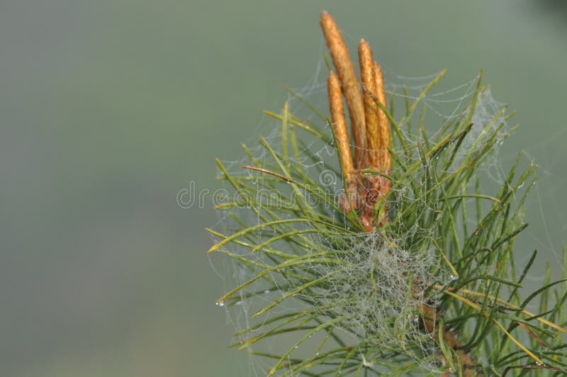 Young Shoots of Pine Growing in Spring on the Tips of the Trees ...
