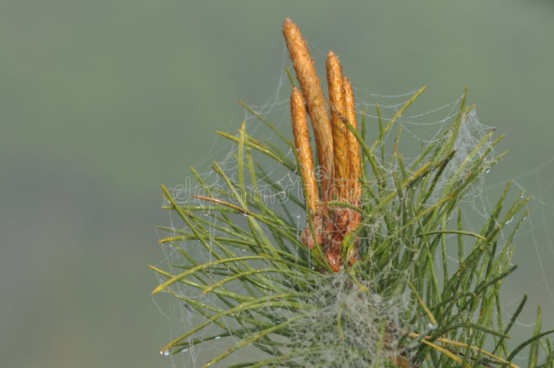 Young Shoots of Pine Growing in Spring on the Tips of the Trees ...