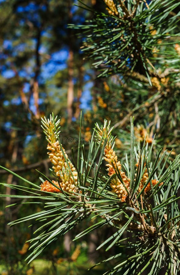 Pine Pollen Cone stock image. Image of gould, green, evergreen - 30264899