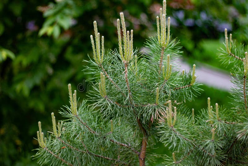 Young Shoots on a Pine Tree on a Beautiful Spring Day Stock Image ...