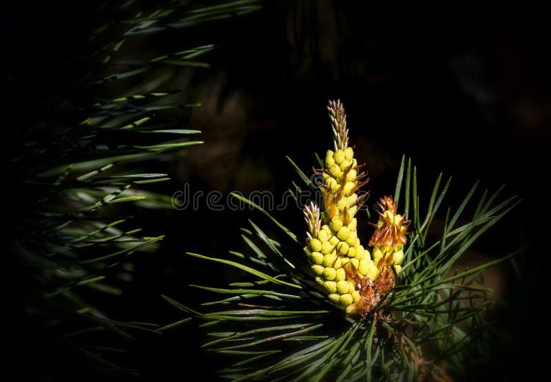 Young shoots of pine tree stock image. Image of nature - 147790879