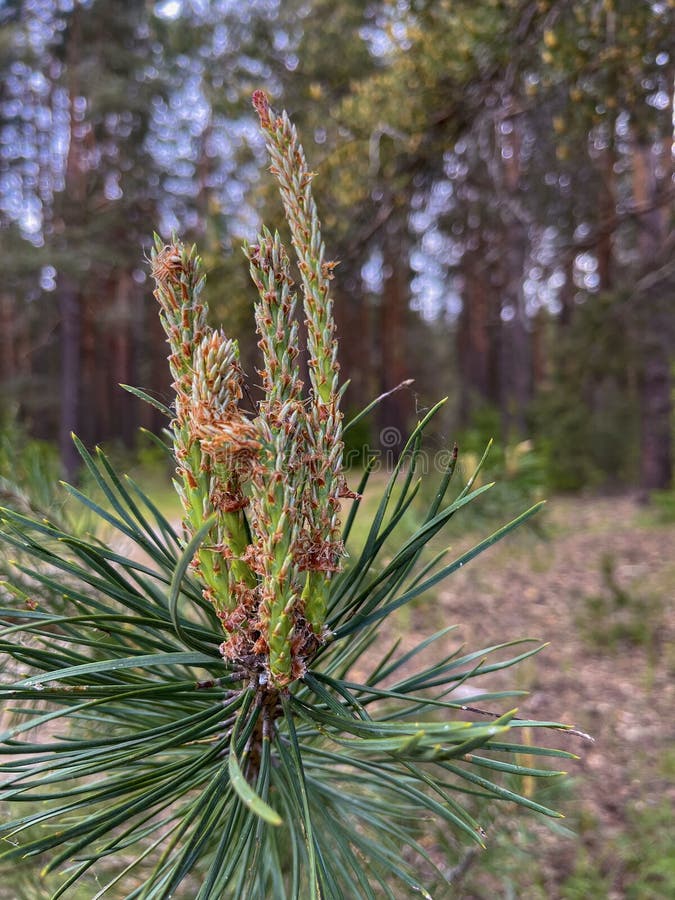 Young Shoots on a Pine Tree Grow in Spring Stock Image - Image of pine ...