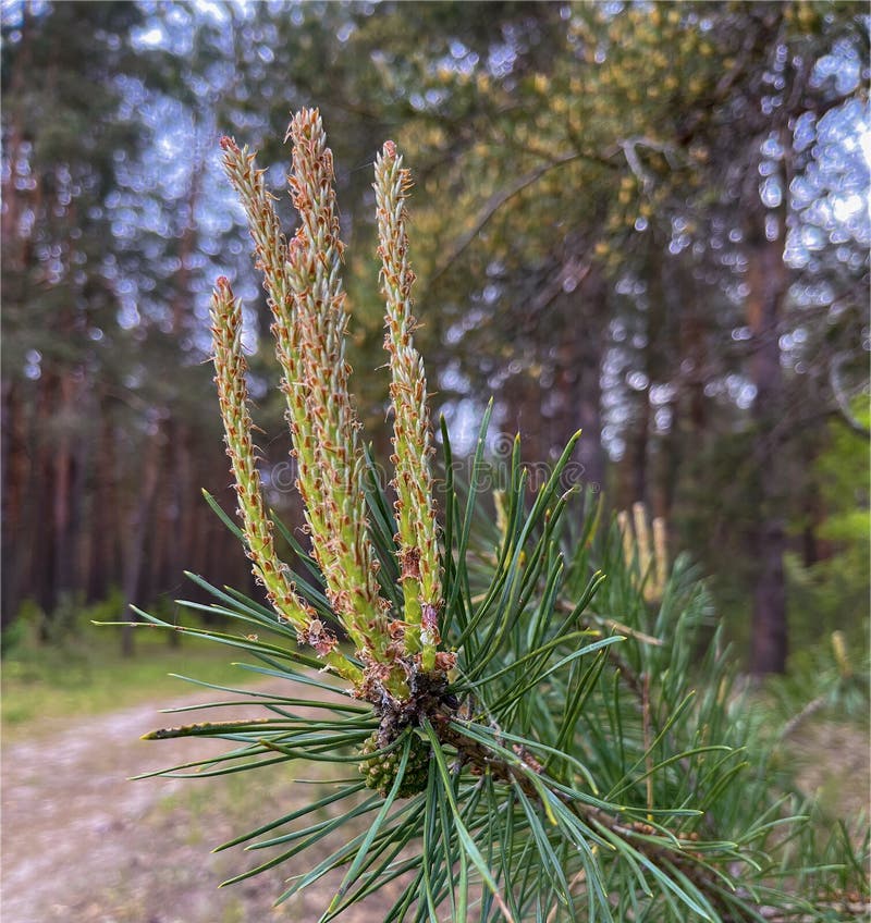 Young Shoots on a Pine Tree Grow in Spring Stock Image - Image of pine ...