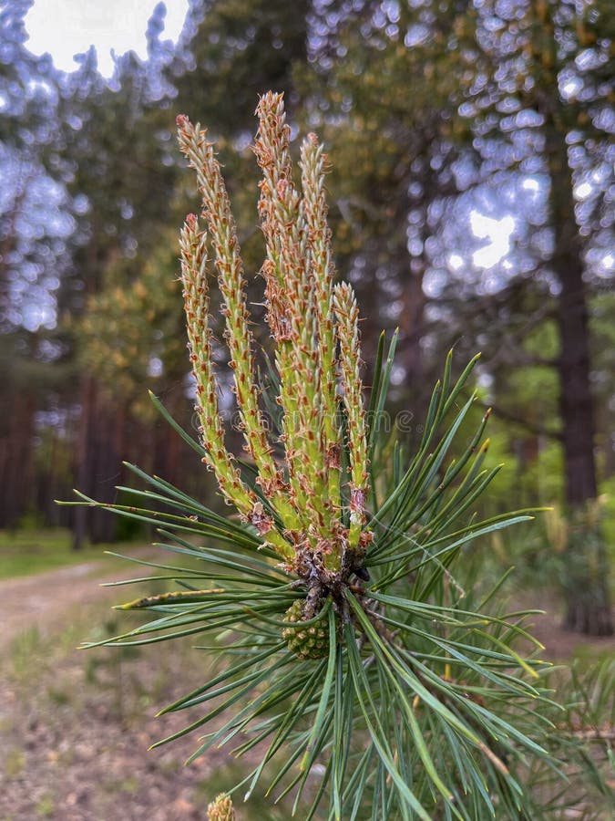 Young Shoots on a Pine Tree Grow in Spring Stock Photo - Image of ...