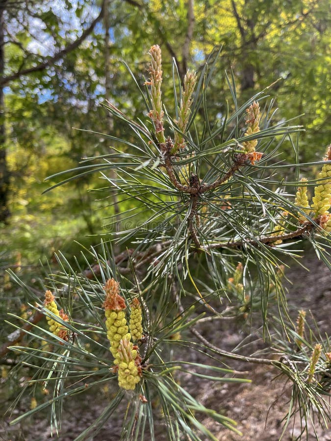 Young Shoots on a Pine Tree Grow in Spring Stock Photo - Image of ...