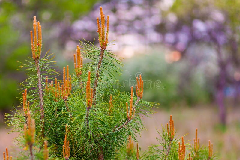 Young Shoots of Pine Trees in the Forest Spring Stock Image - Image of ...