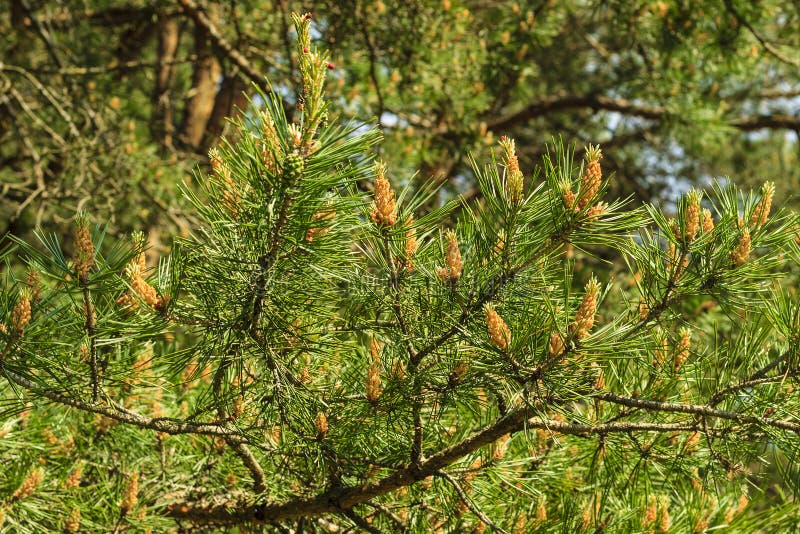 Young Shoots of Pine Trees in the Forest Spring Stock Image - Image of ...