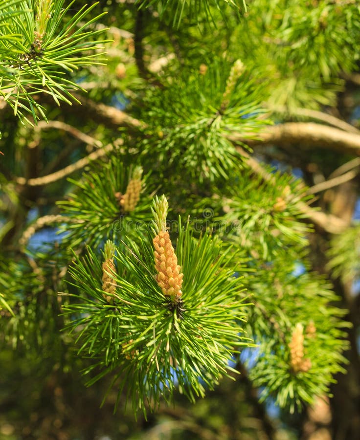 Young Shoots of Pine Trees in the Forest Spring Stock Image - Image of ...