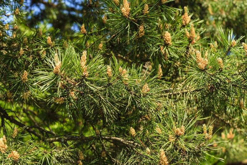 Young Shoots of Pine Trees in the Forest Spring Stock Photo - Image of ...