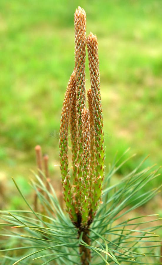 Young shoots of pine stock photo. Image of sensitive - 40657640