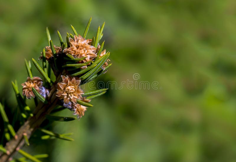 Young Shoots of Pine Trees in the Spring Forest Stock Photo - Image of ...