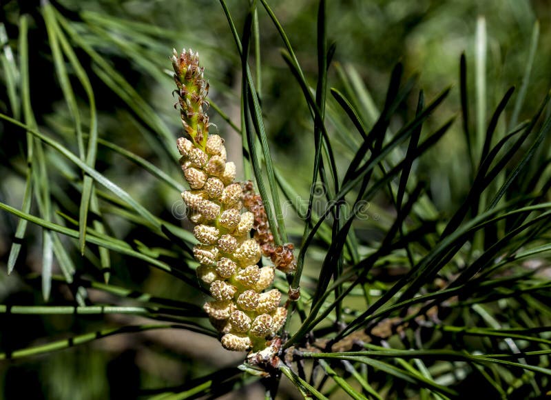 Young Shoots of Pine Trees in the Spring Forest Stock Photo - Image of ...