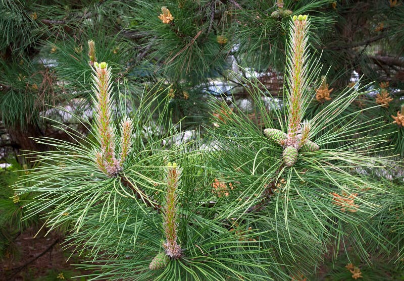 Young shoots of pine stock photo. Image of evergreen - 183714216