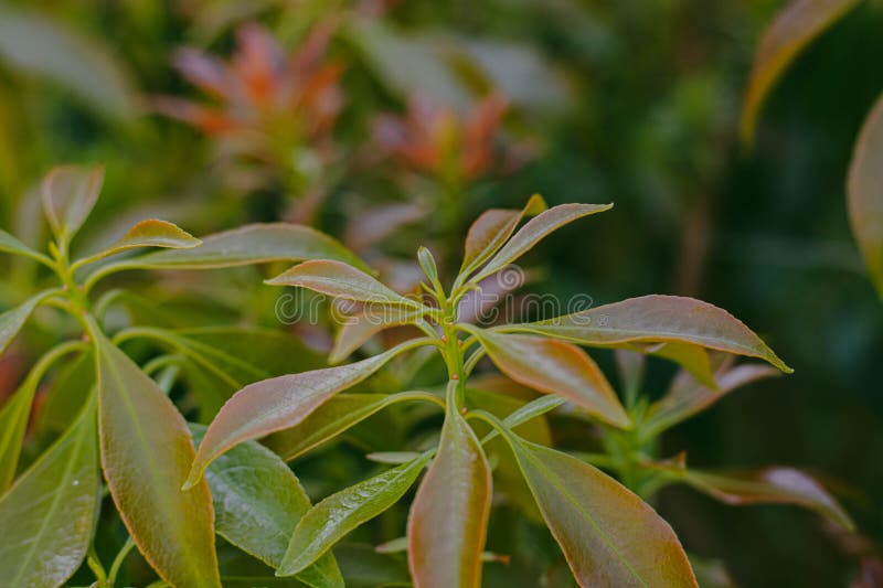 Young Shoots on Branches Pine Stock Photo - Image of tree, shoots ...