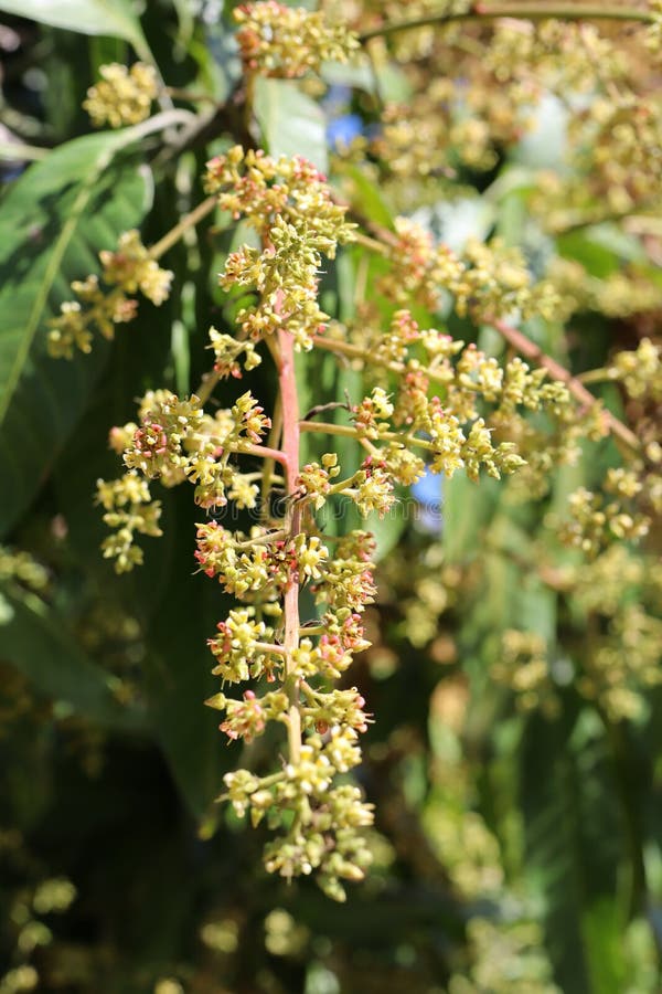 Pollen of mango tree. stock photo. Image of vegetables - 37354528