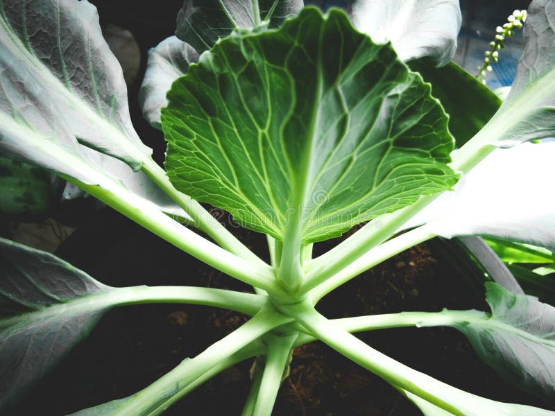 Young Shoots of the Pule Tree Stock Image - Image of botany, leafy ...