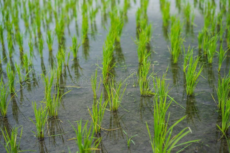 Young Shoots of Rice in the Field Stock Photo - Image of colorful ...