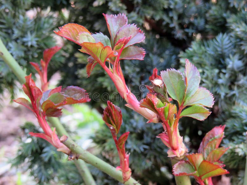 Young Shoots of a Rose Close Up Stock Photo - Image of colorful, april ...