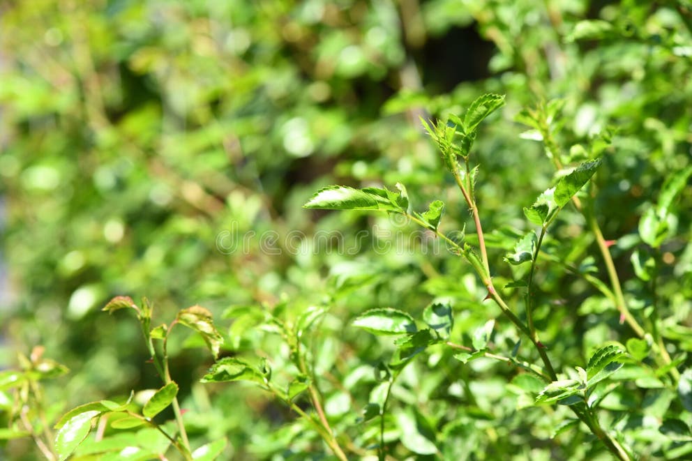 Young Shoots of a Rose. Fresh Rose Shoots Stock Photo - Image of ...