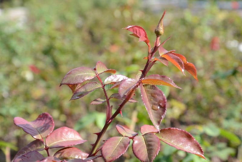Young shoots of roses stock photo. Image of rose, foliage - 184514840