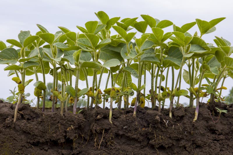 132 Soybean Roots Soil Stock Photos - Free & Royalty-Free Stock Photos ...