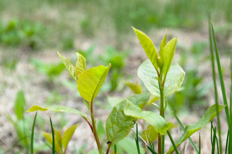 Young Shoots in the Spring. Stock Image - Image of field, environment ...